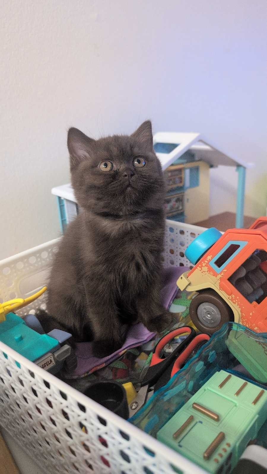 Pure British shorthair rare color | Cats & Kittens for Rehoming | City ...