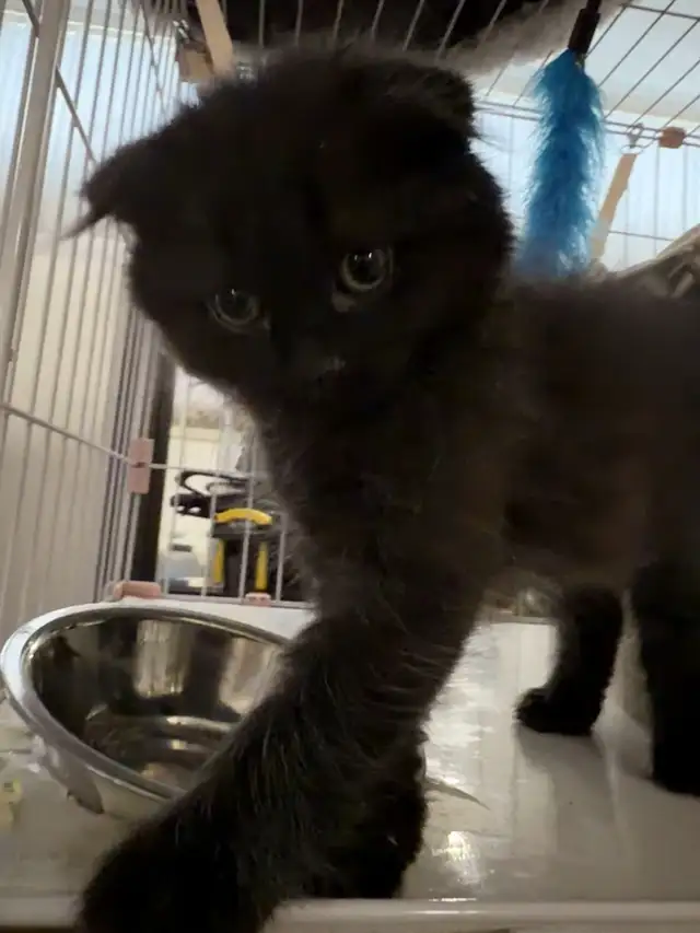 Kittens ready to Go- Scottish Fold & Russian Blue crossbred | Cats ...