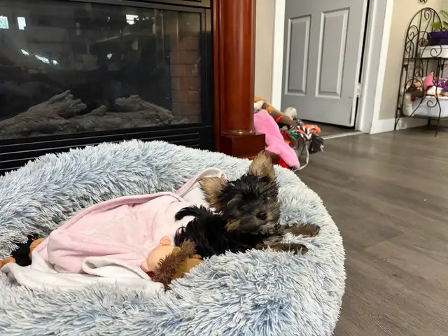 Yorkie puppy | Dogs & Puppies for Rehoming | Quesnel | Free local ...
