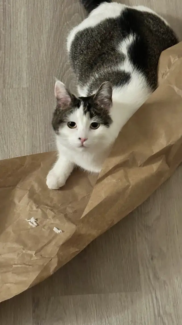 12 Month Old Cat Looking for New Safe Re-Home! | Cats & Kittens for ...