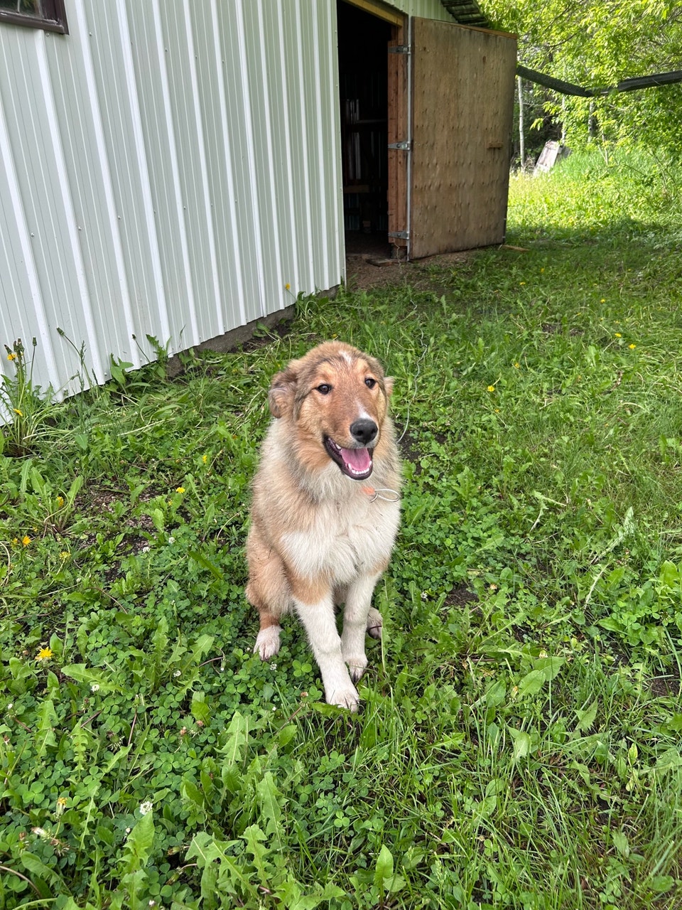 Rough Collie Male | Dogs & Puppies for Rehoming | Winnipeg | Free local ...