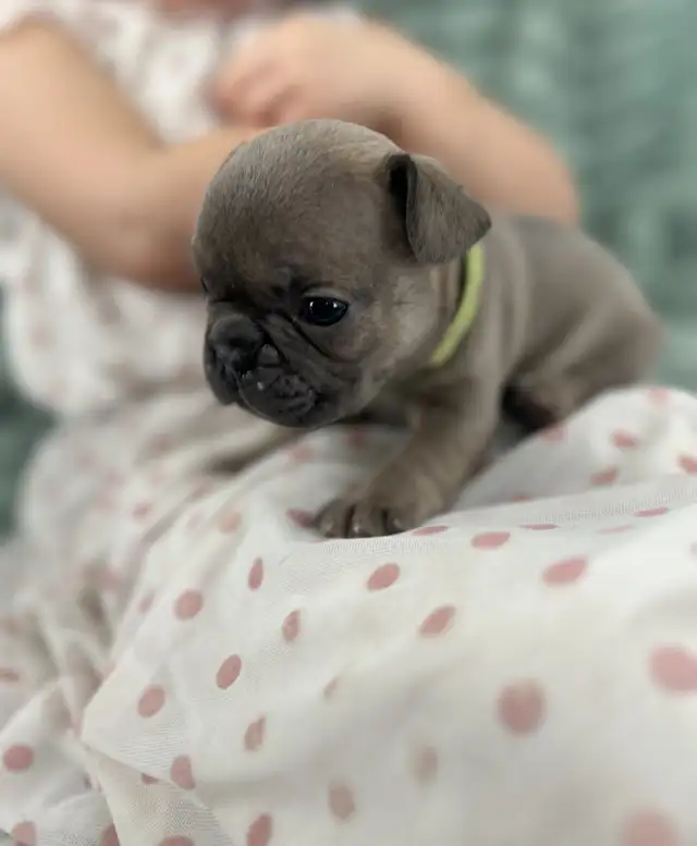 Only 3 left- French bulldog puppies (1 lilac Merle) | Dogs & Puppies ...