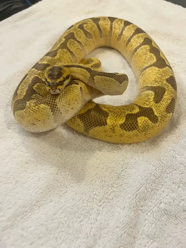 female ball python | Reptiles & Amphibians for Rehoming | Gatineau ...