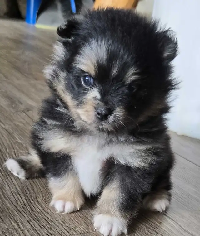 POMERANIAN & POMCHI | Dogs & Puppies for Rehoming | 100 Mile House ...