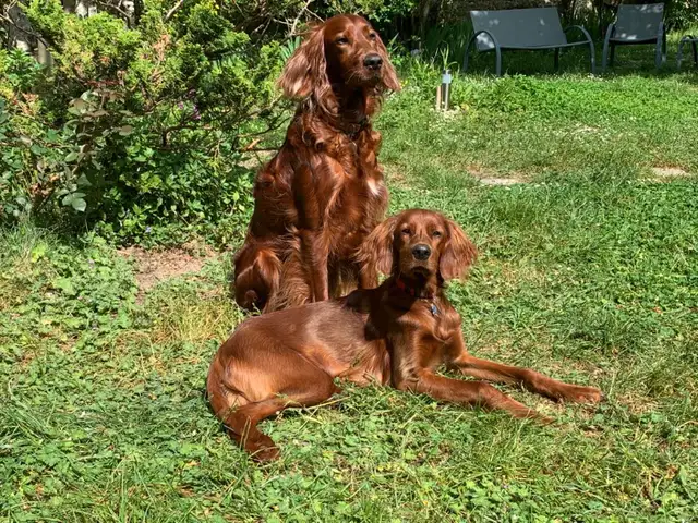 CKC Reg. Irish Setter puppies for Sale. | Dogs & Puppies for Rehoming ...