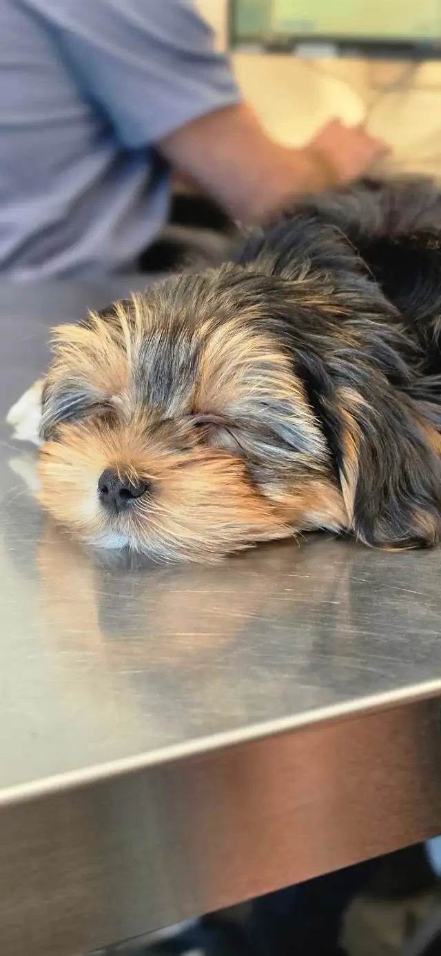 Puppy Morkie | Dogs & Puppies for Rehoming | City of Montréal | Free ...