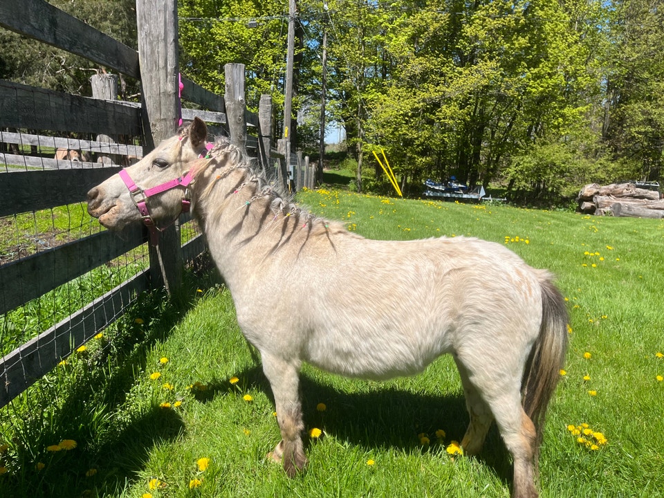 Beautiful Appaloosa miniature horse girl (Goldie) | Horses & Ponies for ...