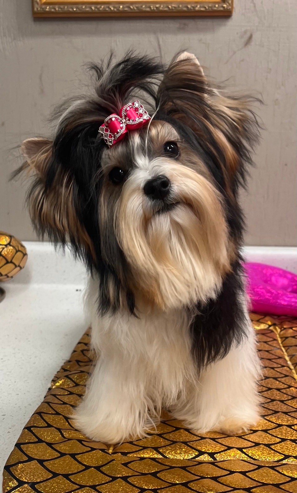 Biewer Terrier (Parti-Coloured Yorkie) | Dogs & Puppies for Rehoming ...