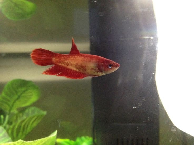 Free - Red female veil tail betta fish | Fish for Rehoming | Kitchener ...