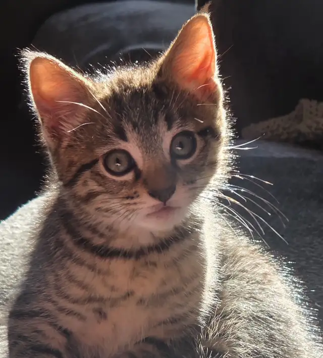 Beautiful Baby Boy - | Cats & Kittens for Rehoming | Vancouver | Free ...