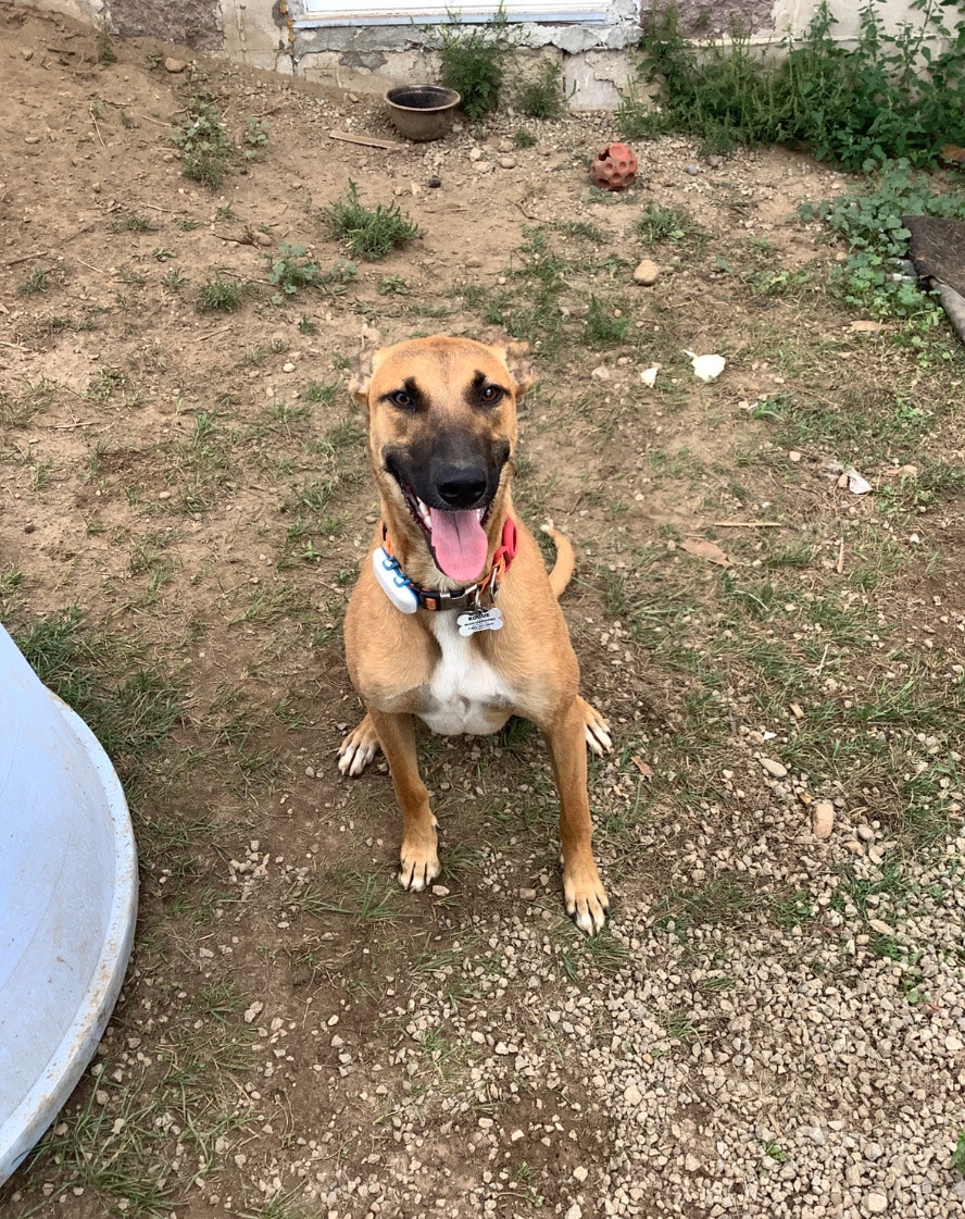 dog for rehoming | Dogs & Puppies for Rehoming | Oakville / Halton ...
