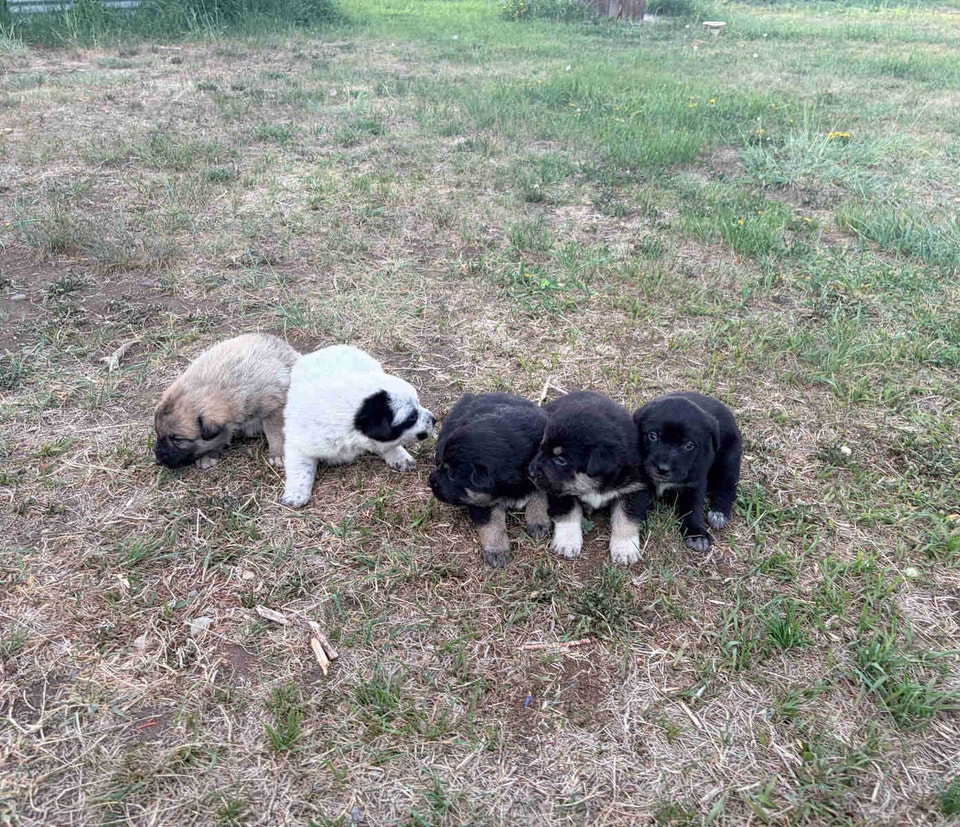 puppies for sale | Dogs & Puppies for Rehoming | Lethbridge | Free ...