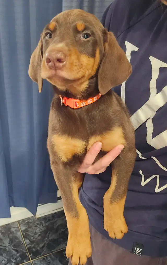 Doberman puppy | Dogs & Puppies for Rehoming | Québec City | Free local ...
