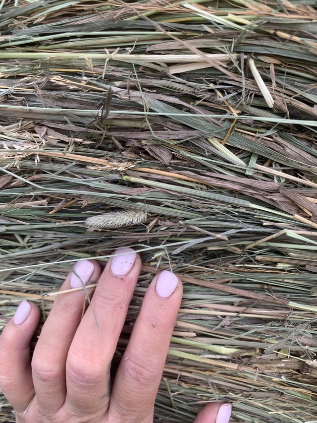 PENDING SALE FOR THE LOT -Tame Hay | Livestock | Winnipeg | Kijiji