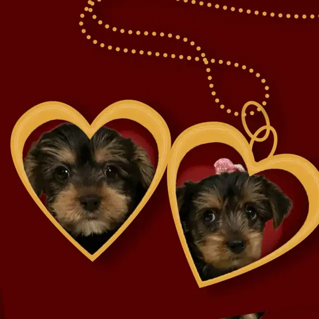Beautiful Yorkie Puppies Ready for Pickup ️ | Dogs & Puppies for ...