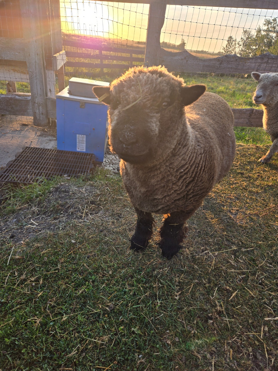 Baby doll double registered Ram ready to make your spring lambs | Livestock | Red Deer | Free ...