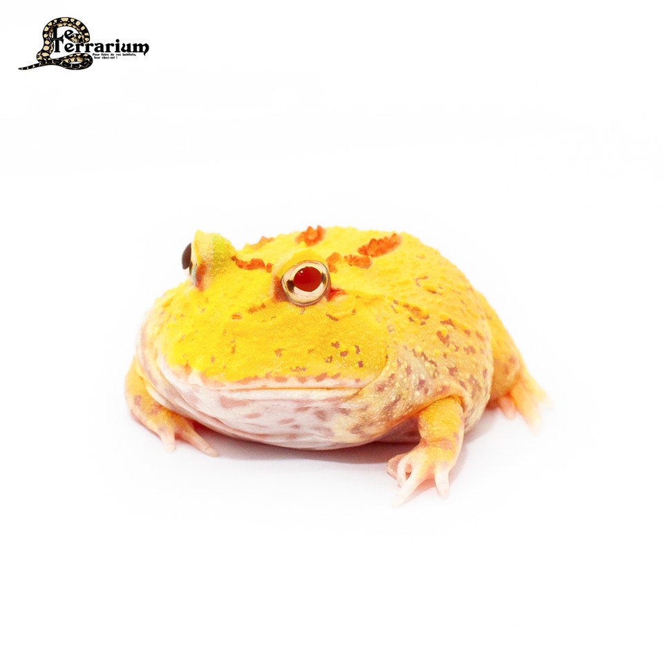 Grenouille pacman - Pikachu | Reptiles & Amphibians for Rehoming ...