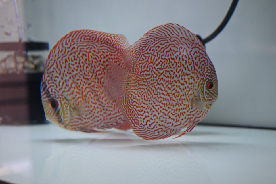 Fish food: Beef-heart for Discus fish | Fish for Rehoming | Hamilton ...