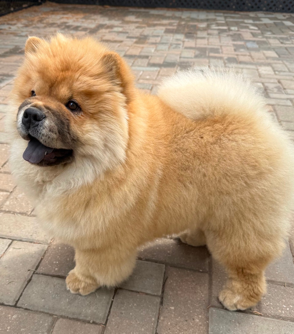 Chow Chow Puppy Female CKC registered | Dogs & Puppies for Rehoming ...