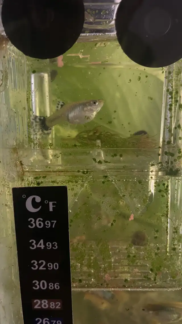guppy fish | Fish for Rehoming | City of Toronto | Free local ...