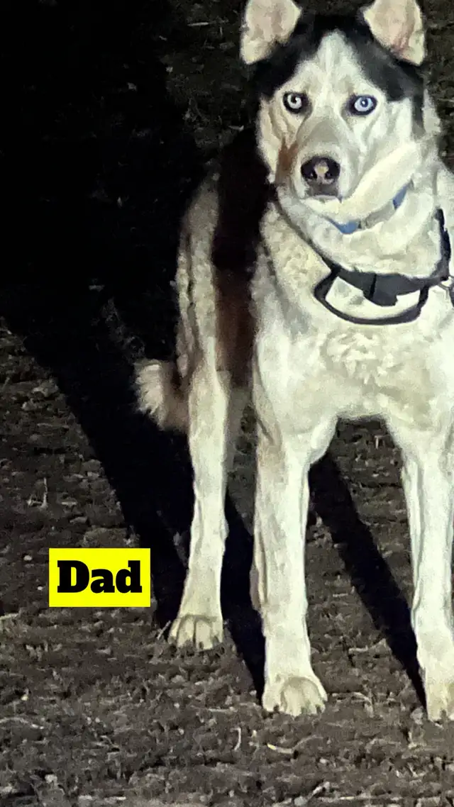 Only 1 left blue eyes Siberian huskies ready for new homes | Dogs ...