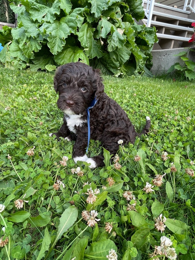 Mini Portuguese Water Dog / Labradoodle - ONLY ONE PUPPY LEFT | Dogs ...