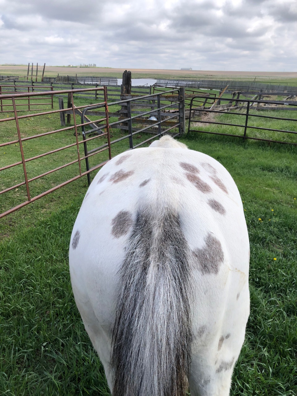 Quiet yearling gelding with unique color | Horses & Ponies for Rehoming ...