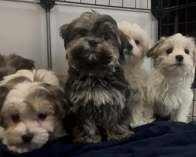 Adorable Havanese Puppies with first shots | Dogs & Puppies for ...