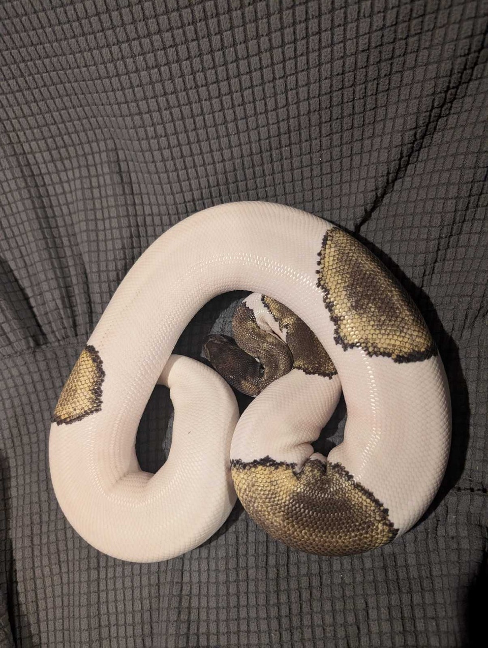 ball pythons | Reptiles & Amphibians for Rehoming | London | Free local ...