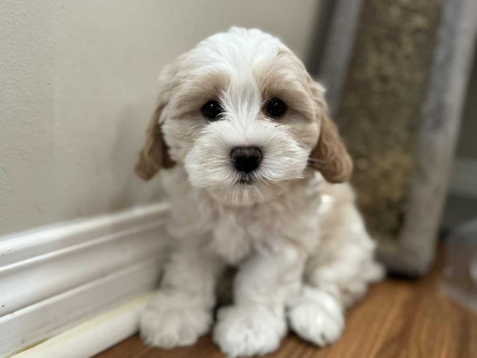 CAVAPOO x SHIH TZU | Dogs & Puppies for Rehoming | Calgary | Free local ...