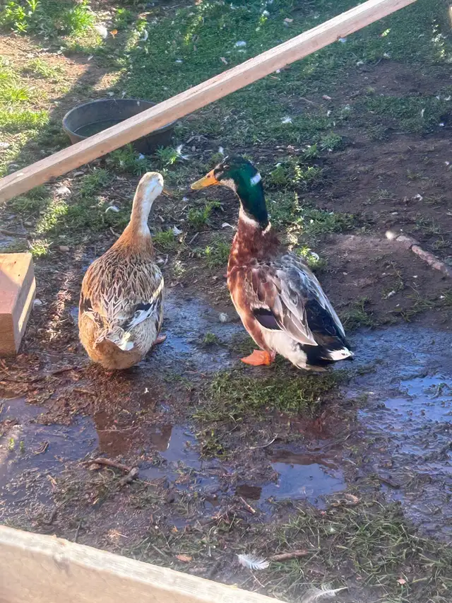 apple yard ducks *pending pick up | Livestock | Charlottetown | Free ...