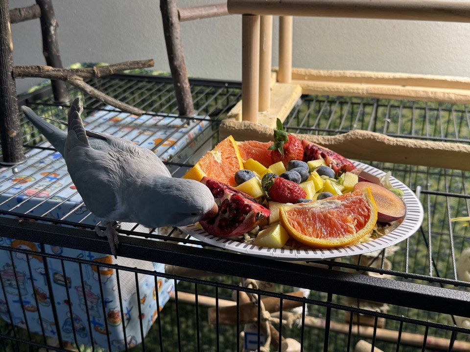 talkative Quaker blue color with xl cage | Birds for Rehoming | St ...