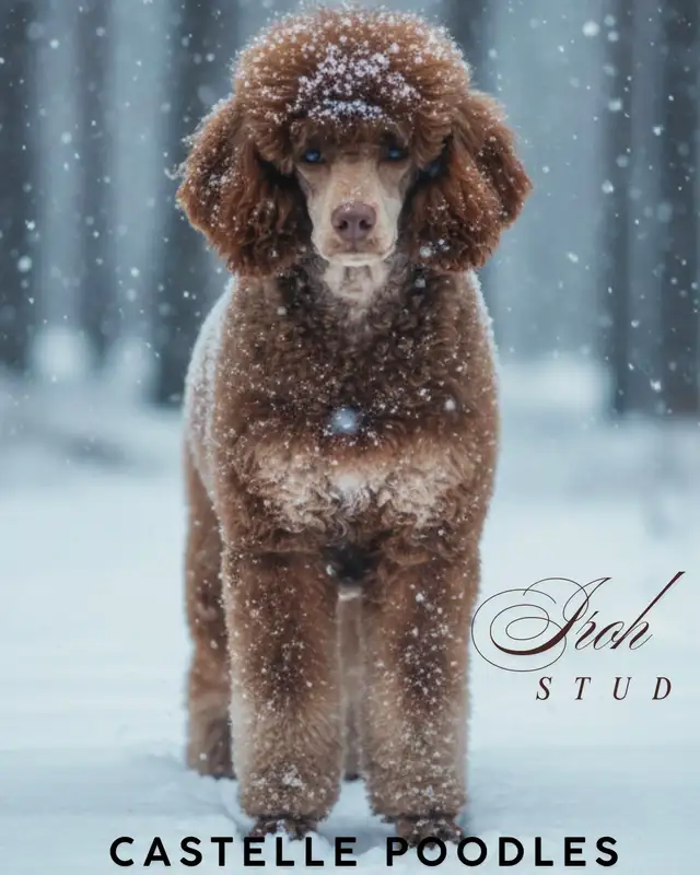 Warm Your Home With Love — Mini Poodles For Adoption. | Dogs & Puppies ...