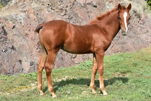 Peptoboonsmal and union jac bred 2025 colt | Horses & Ponies for ...