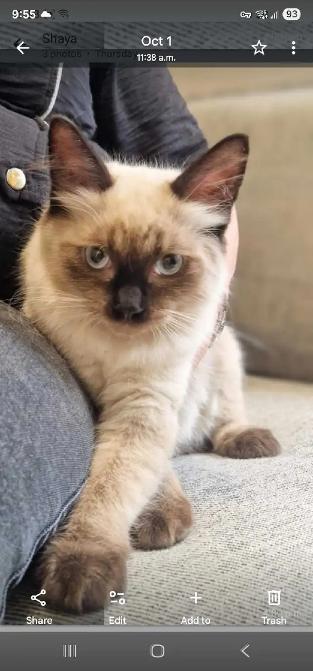 Beautiful Ragdoll Male Cat | Cats & Kittens for Rehoming | Delta/Surrey ...