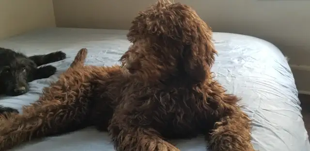 Chocolate is a sweet best friend. | Dogs & Puppies for Rehoming | City ...