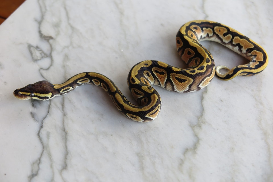 Ball Python Royal | Reptiles & Amphibians for Rehoming | Longueuil ...