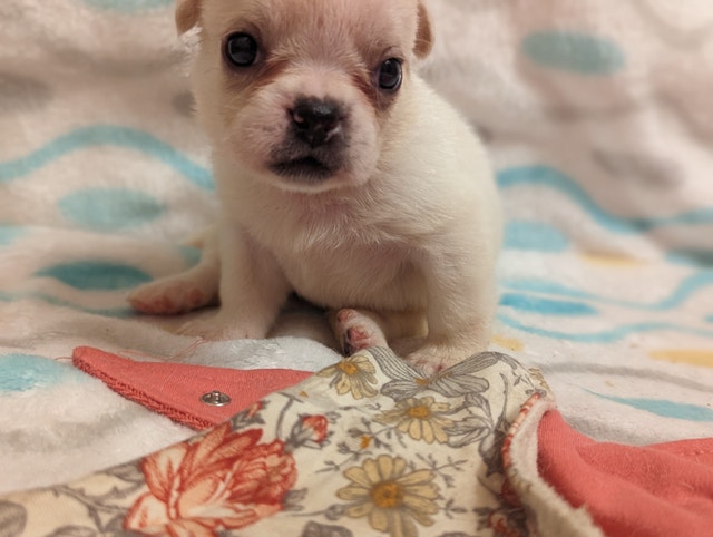 Frenchie Cross puppies | Dogs & Puppies for Rehoming | Ottawa | Kijiji