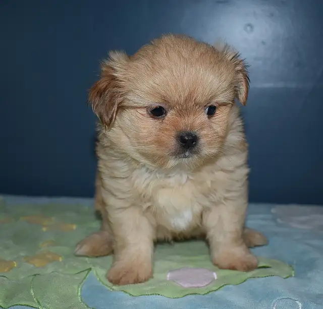 Chiots Shih tzu X | Dogs & Puppies for Rehoming | Québec City | Free ...