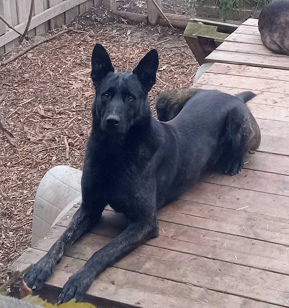 Dutch shepherds | Dogs & Puppies for Rehoming | St. Catharines | Free ...