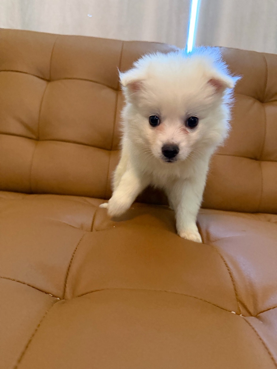 miniature Eskimo puppies | Dogs & Puppies for Rehoming | Peterborough ...