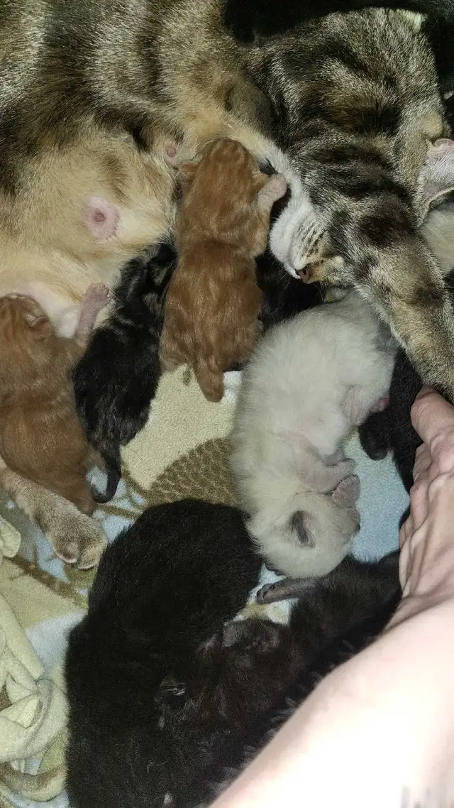 10 kittens newborn | Cats & Kittens for Rehoming | City of Toronto ...