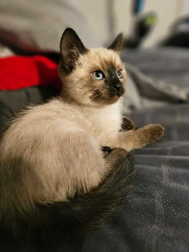 Chatons siamois - Sealpoint (prêts à partir) | Cats & Kittens for ...