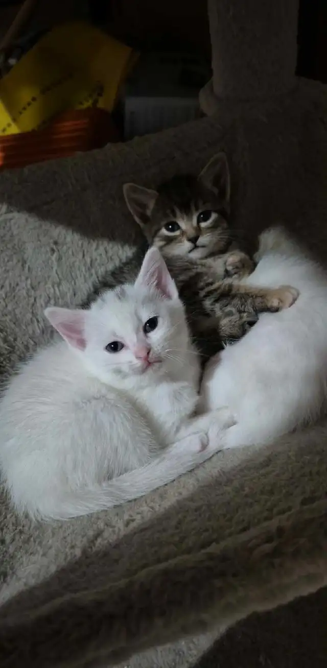 Chatton a donner | Cats & Kittens for Rehoming | Trois-Rivières | Free ...