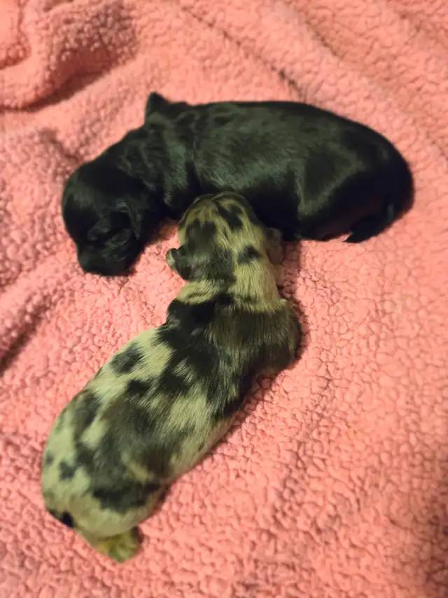 Miniature Long hair Dachshund | Dogs & Puppies for Rehoming | Kelowna ...