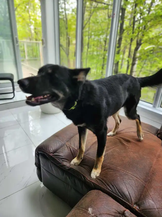 chienne Berger Allemand à vendre | Dogs & Puppies for Rehoming | Lévis ...