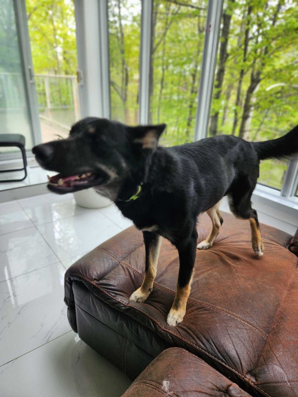 chienne Berger Allemand à vendre | Dogs & Puppies for Rehoming | Lévis ...