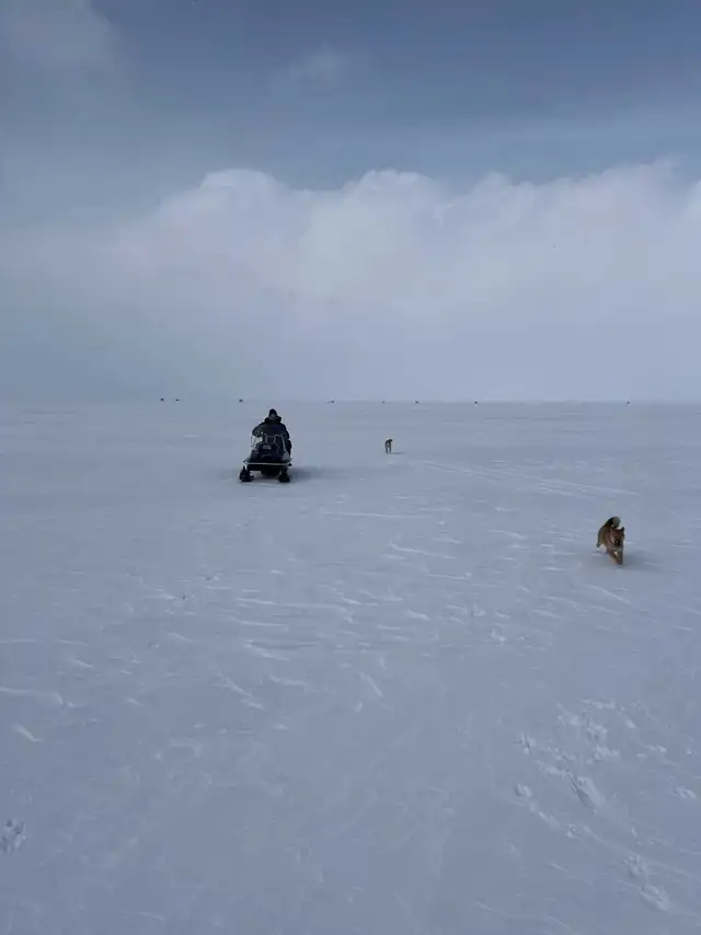 Shiba inu 100% propre, assi, couché donne la patte acquis | Dogs ...