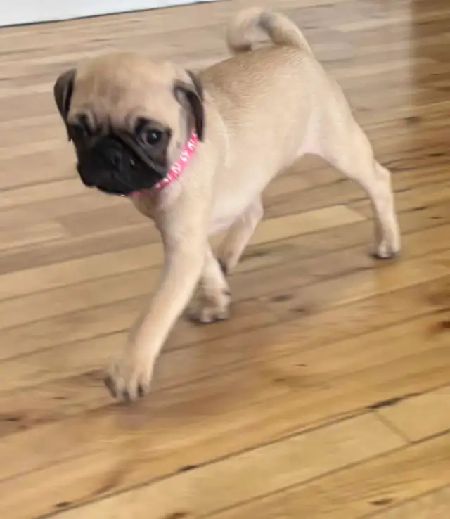 pug puppies 10 weeks old | Dogs & Puppies for Rehoming | Ottawa | Free ...