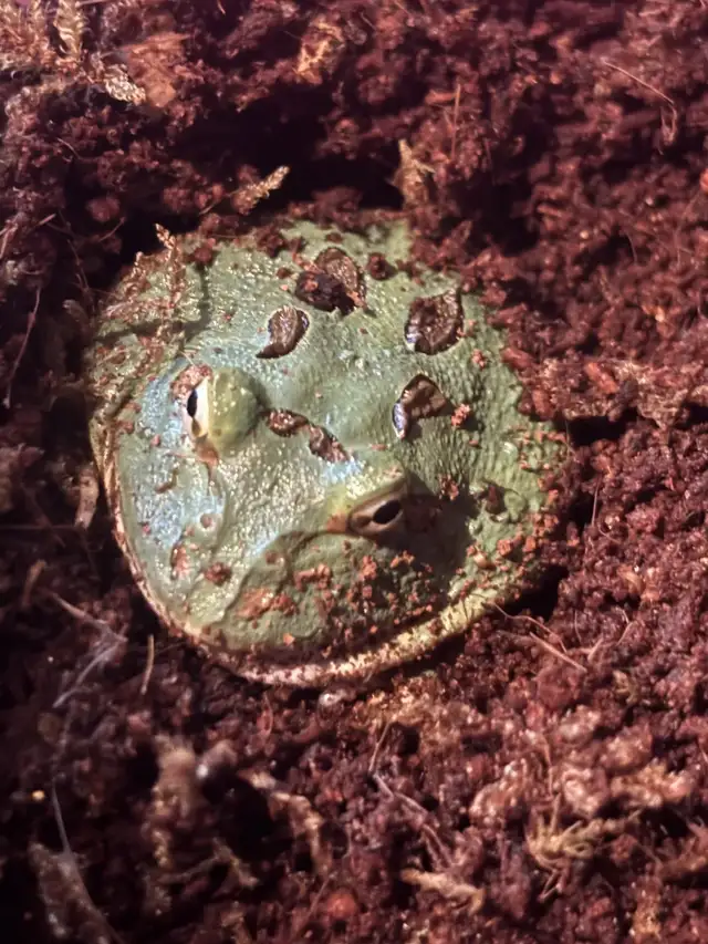 Pac-Man Frogs for Sale – Unique Morphs Available! | Reptiles ...